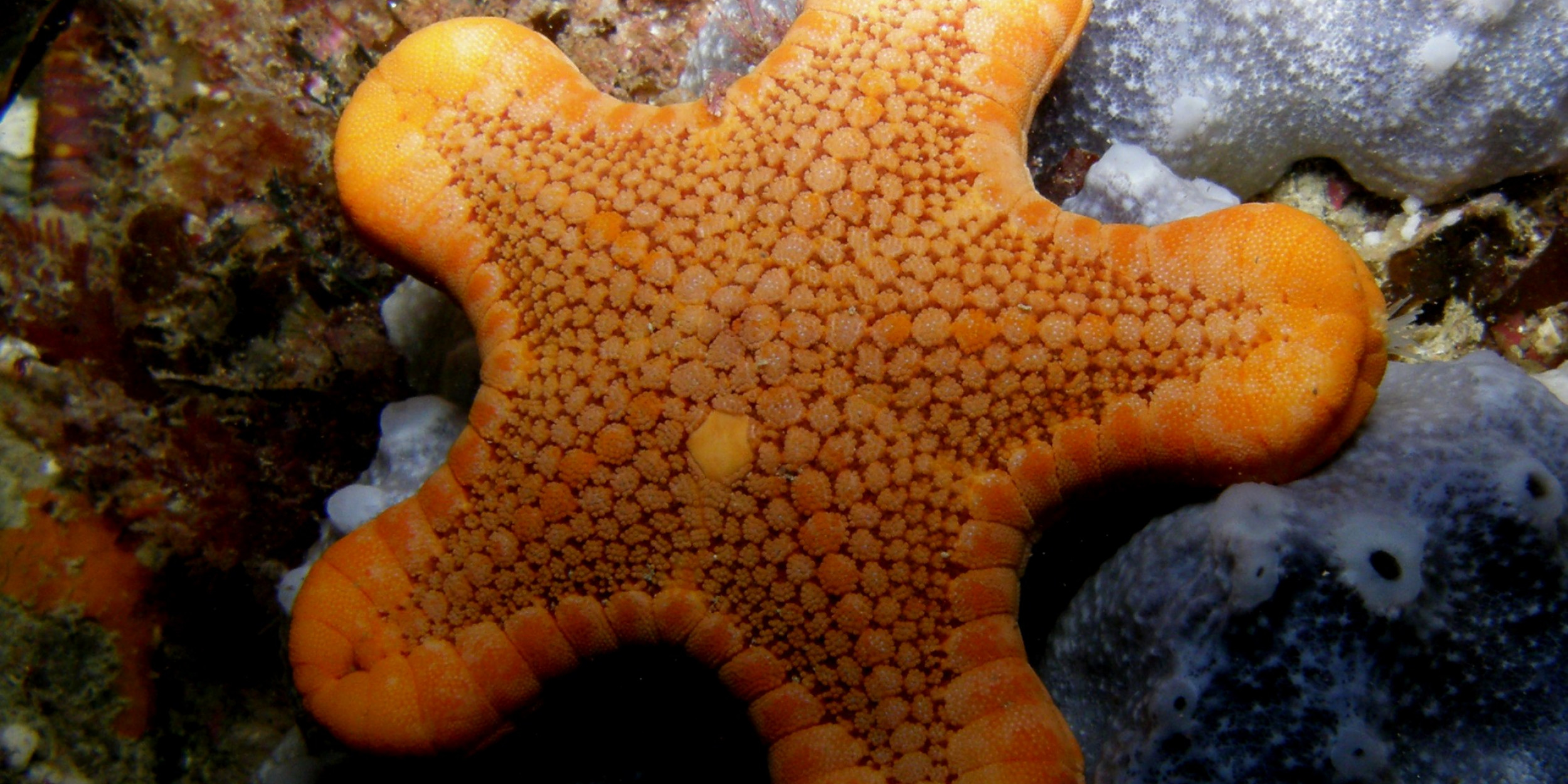 Permanent seabed protection needed after Supreme Court's call | Forest ...